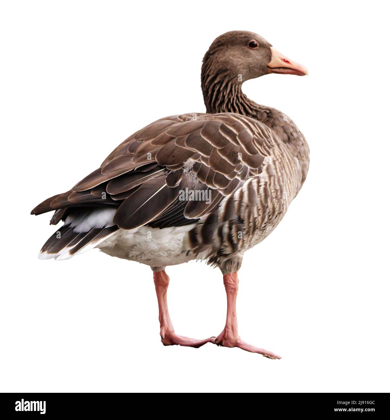 Ave anseriforme hi-res stock photography and images - Alamy