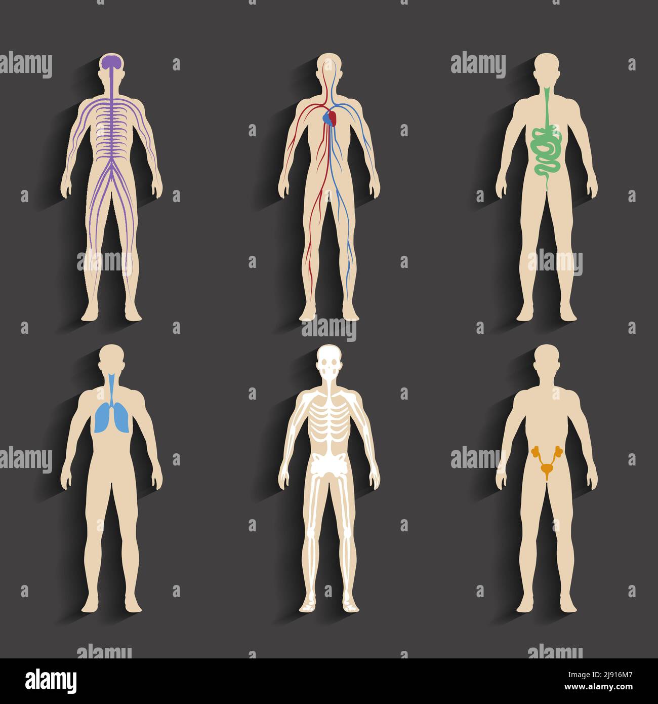 Set of human organs and systems of the body vitality. Vector ...