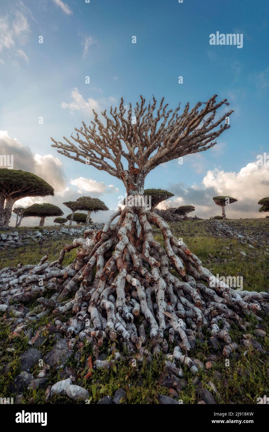 Dragon Blood Tree at Diksam Plateau in Socotra, Yemen, taken in ...