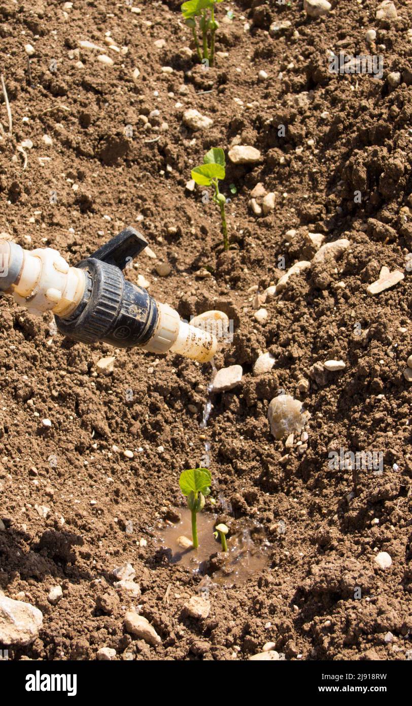 Pipe from where a few drops of water come out while irrigating a ...