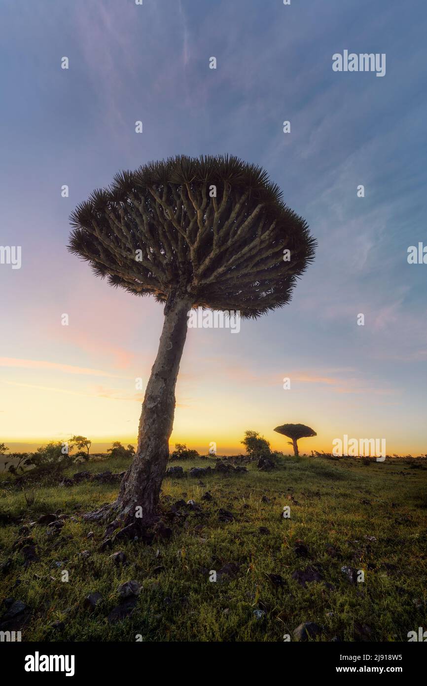 Dragon Blood Tree at Diksam Plateau in Socotra, Yemen, taken in ...