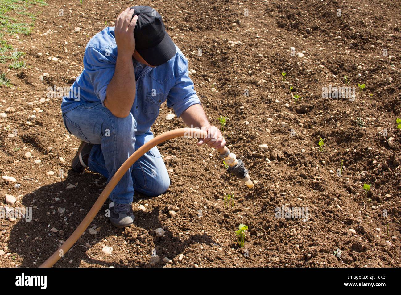Farmer in a vegetable field desperate because he was left without water ...