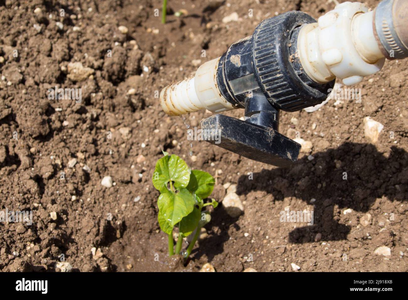Pipe from where a few drops of water come out while irrigating a ...