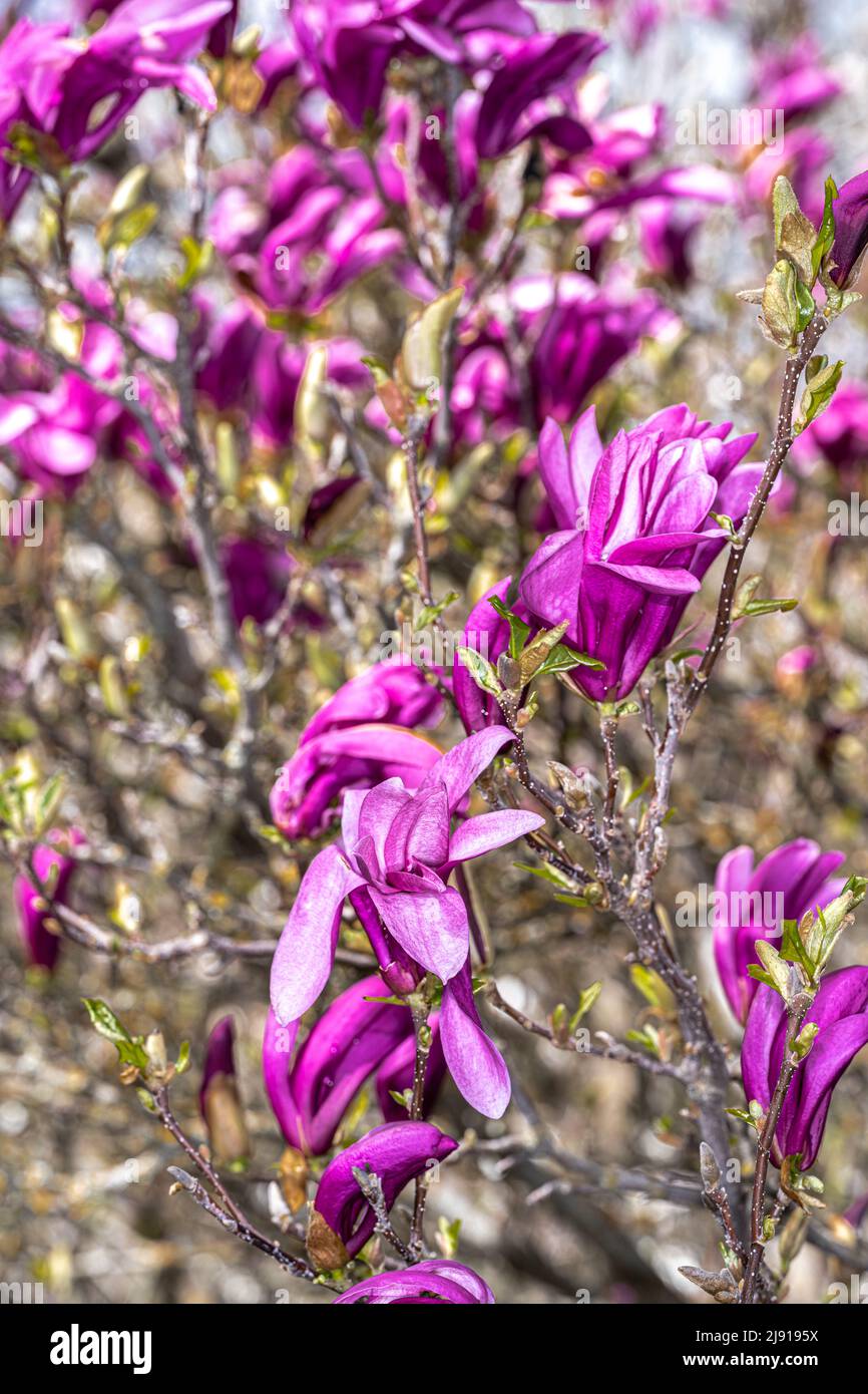 Flowers of Susan Magnolia (Magnolia x 'Susan' Stock Photo - Alamy