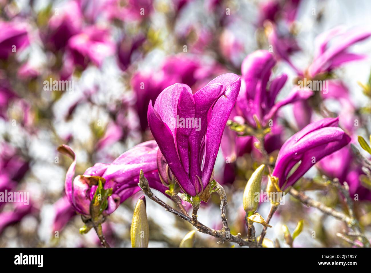 Flowers of Susan Magnolia (Magnolia x 'Susan' Stock Photo - Alamy