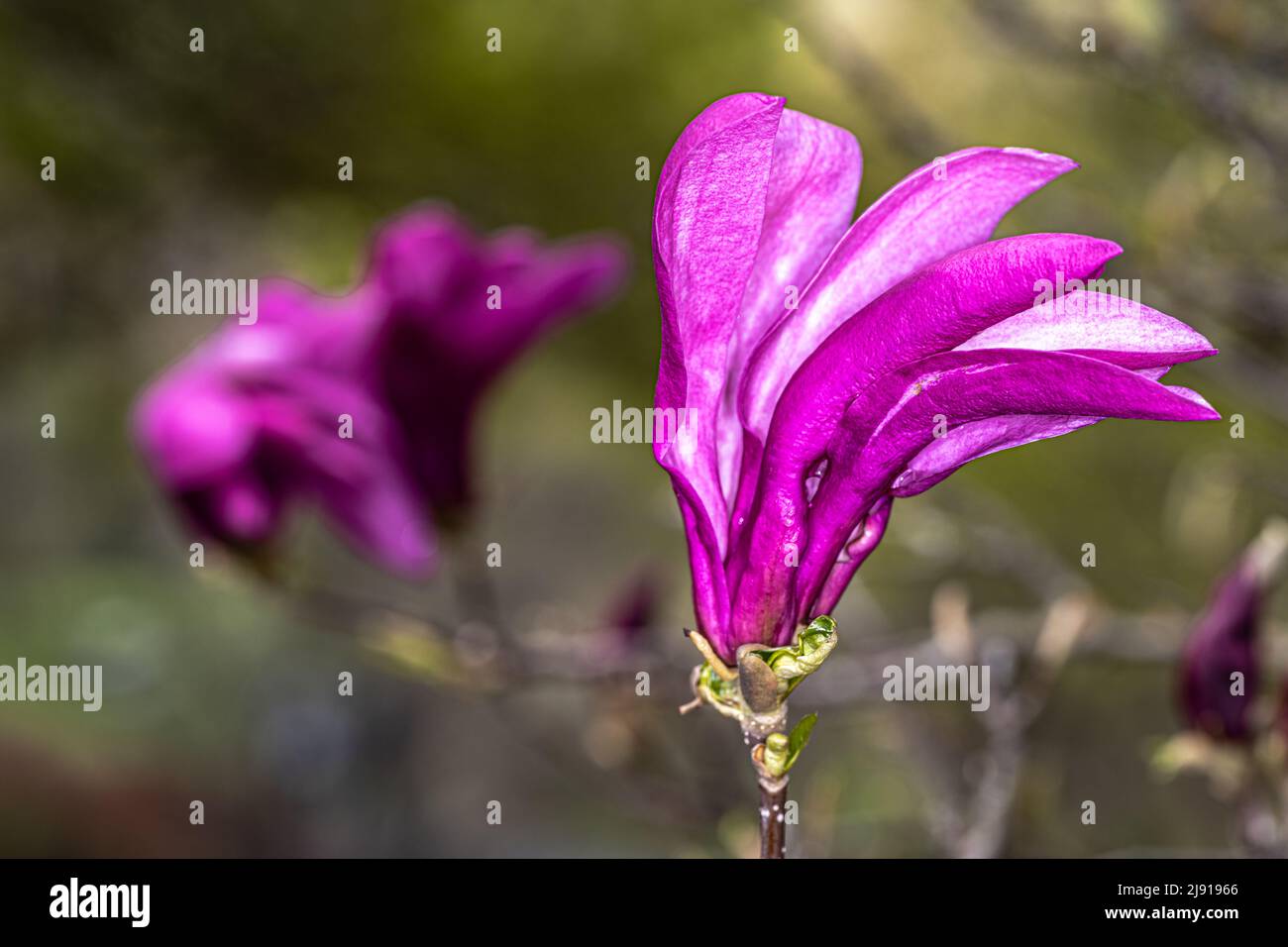Flower of Susan Magnolia (Magnolia x 'Susan' Stock Photo - Alamy