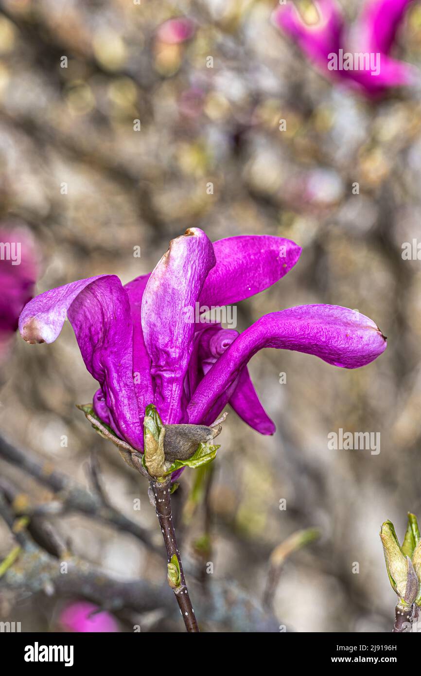Flower of Susan Magnolia (Magnolia x 'Susan' Stock Photo - Alamy