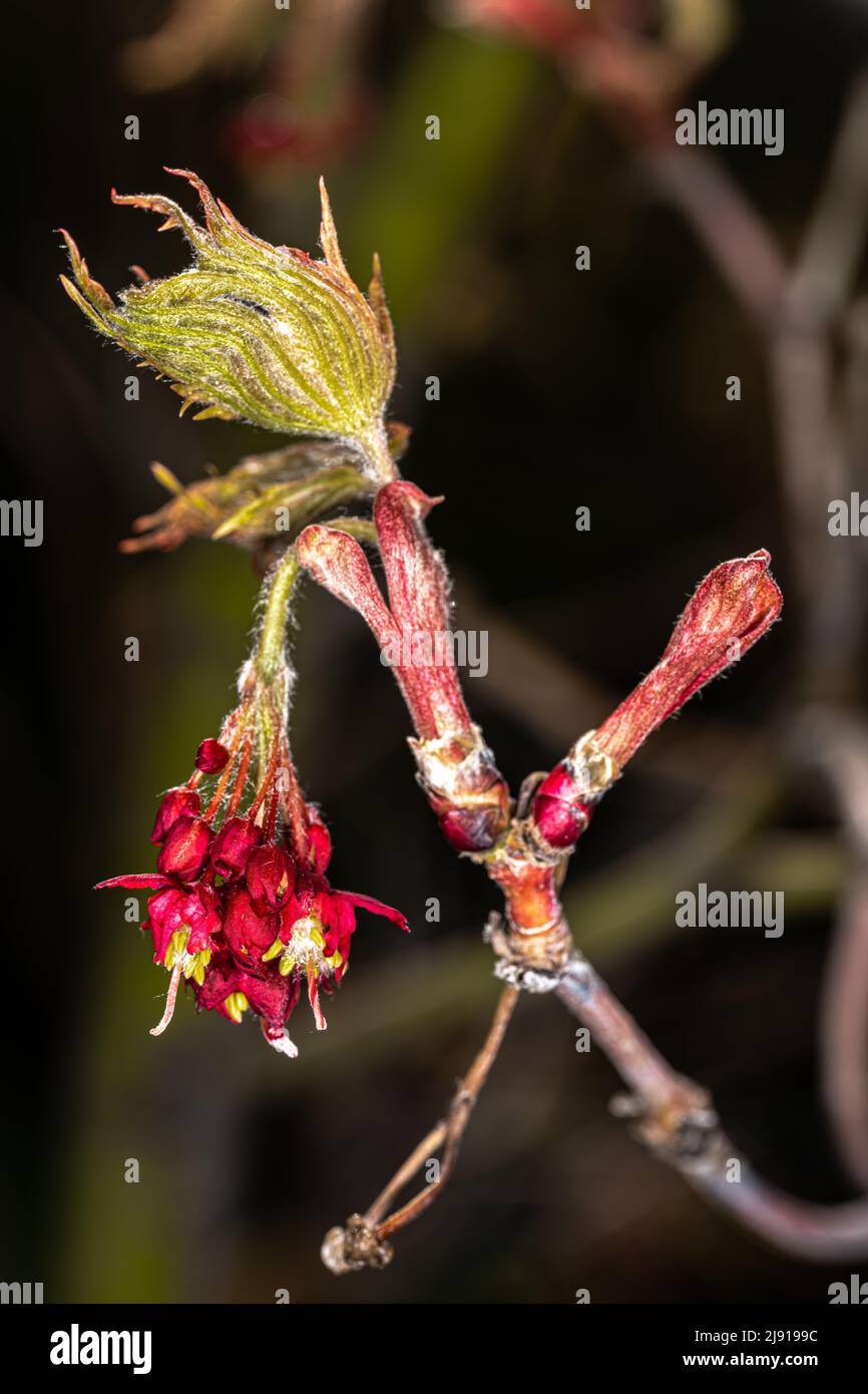 Flowers of Full Moon Maple (Acer japonicum 'Ed Wood #2' Stock Photo - Alamy
