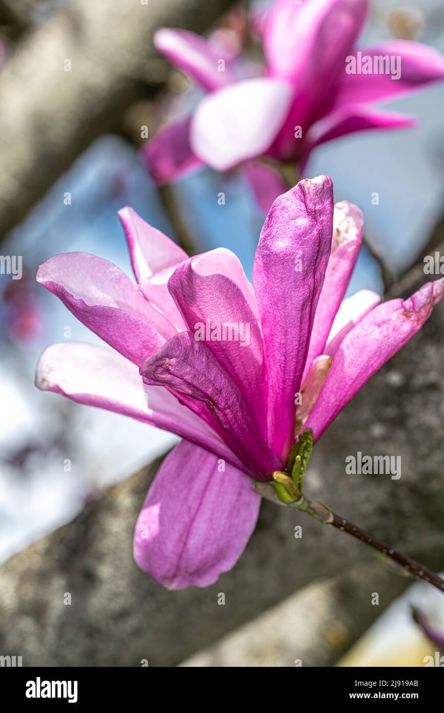 Purple Flower of Magnolia ‘Galaxy’ Stock Photo - Alamy