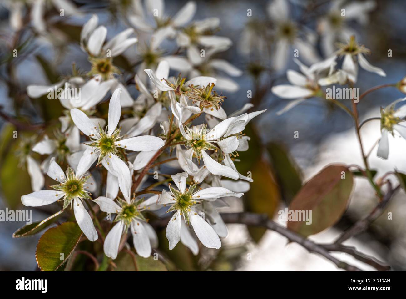 Smooth Shadbush or Smooth Serviceberry (Amelanchier laevis Stock Photo ...