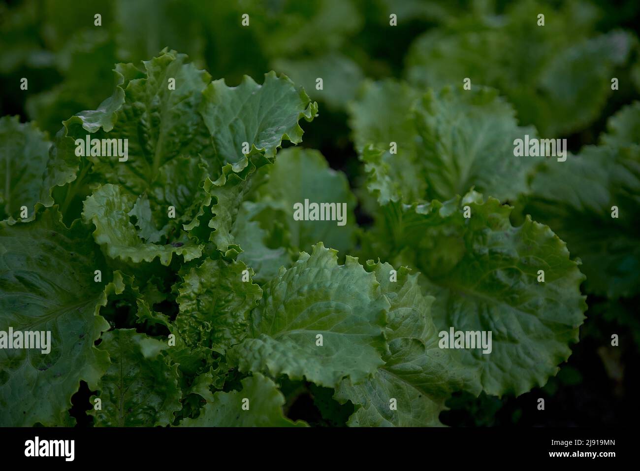 Green fresh lettuce background. Spring work. Healthy food concept Stock ...
