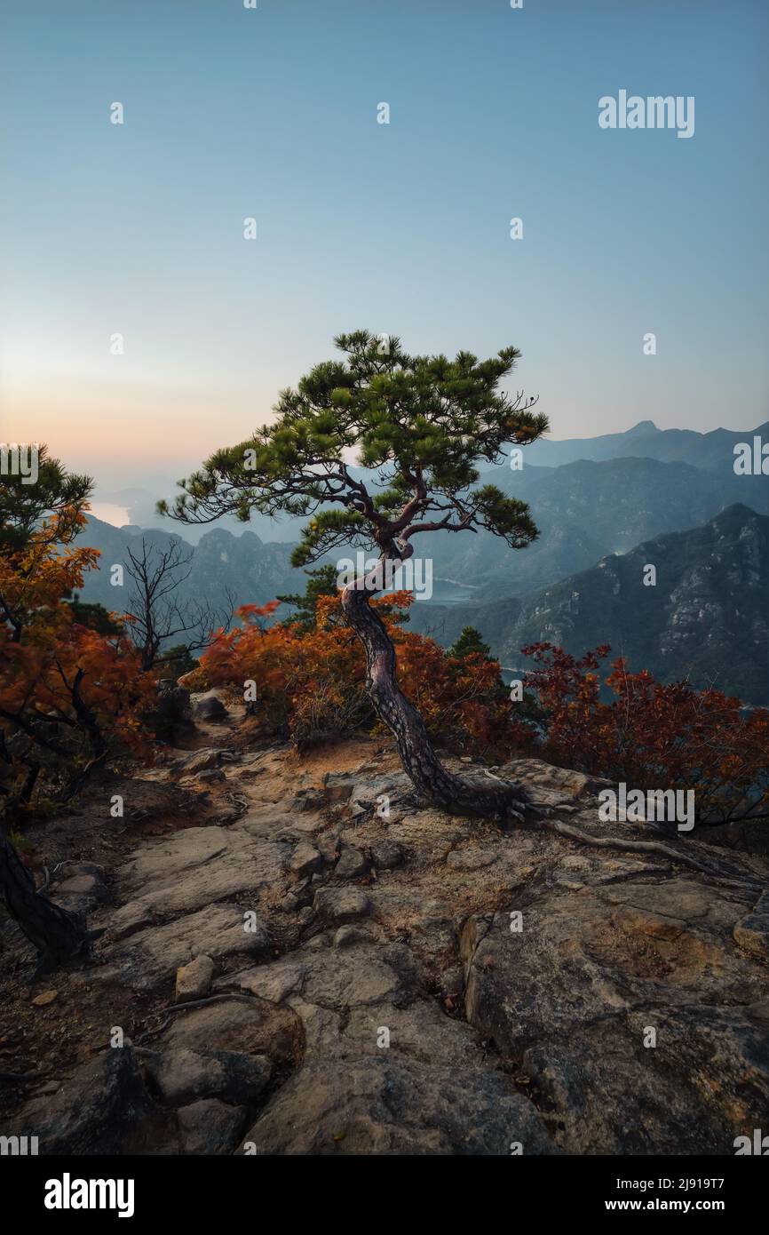 Jebibong pine trees in South Korea, taken in November 2021, post ...