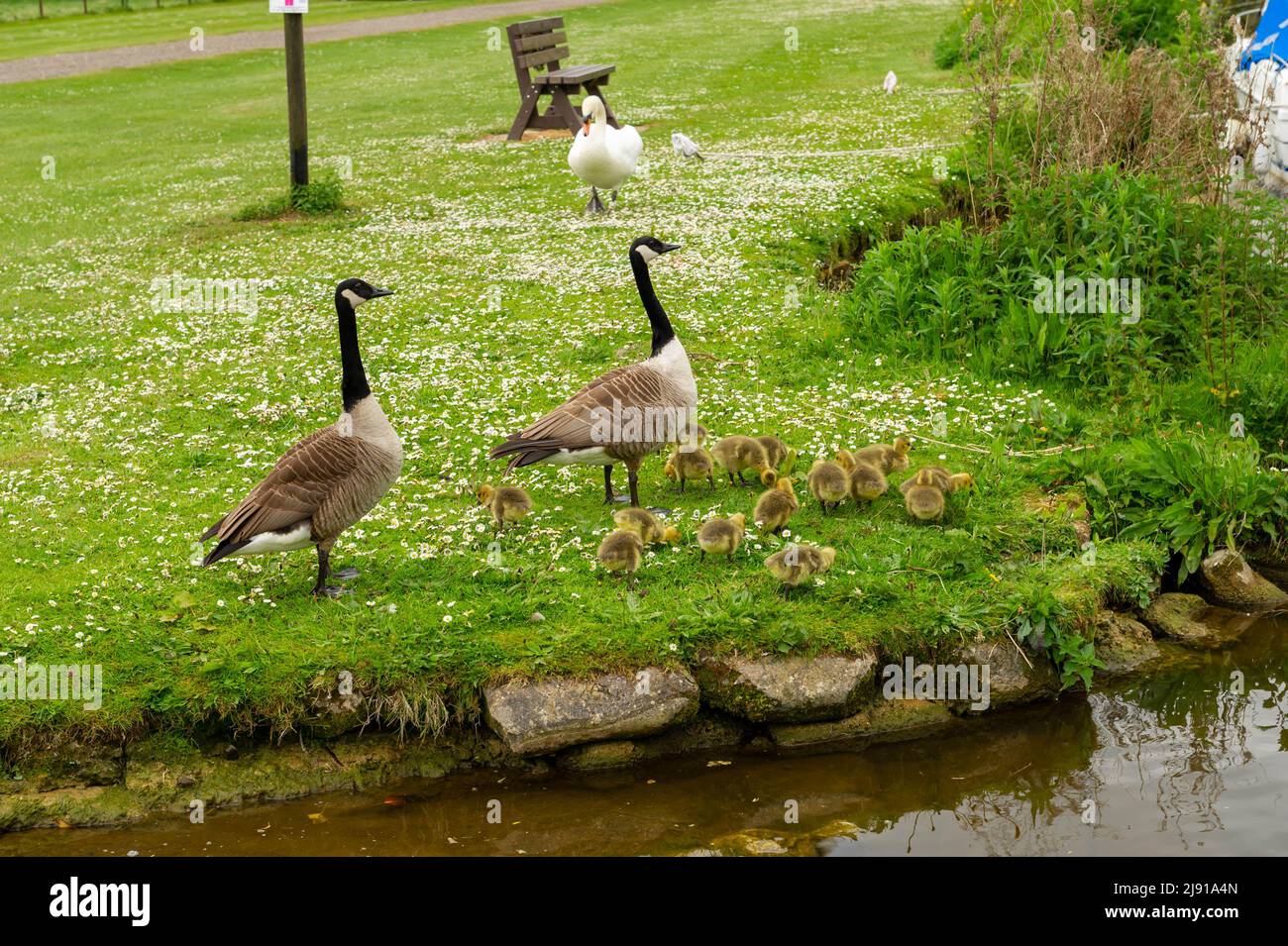 Canada Geese protecting their young from a passing Swan Stock Photo - Alamy