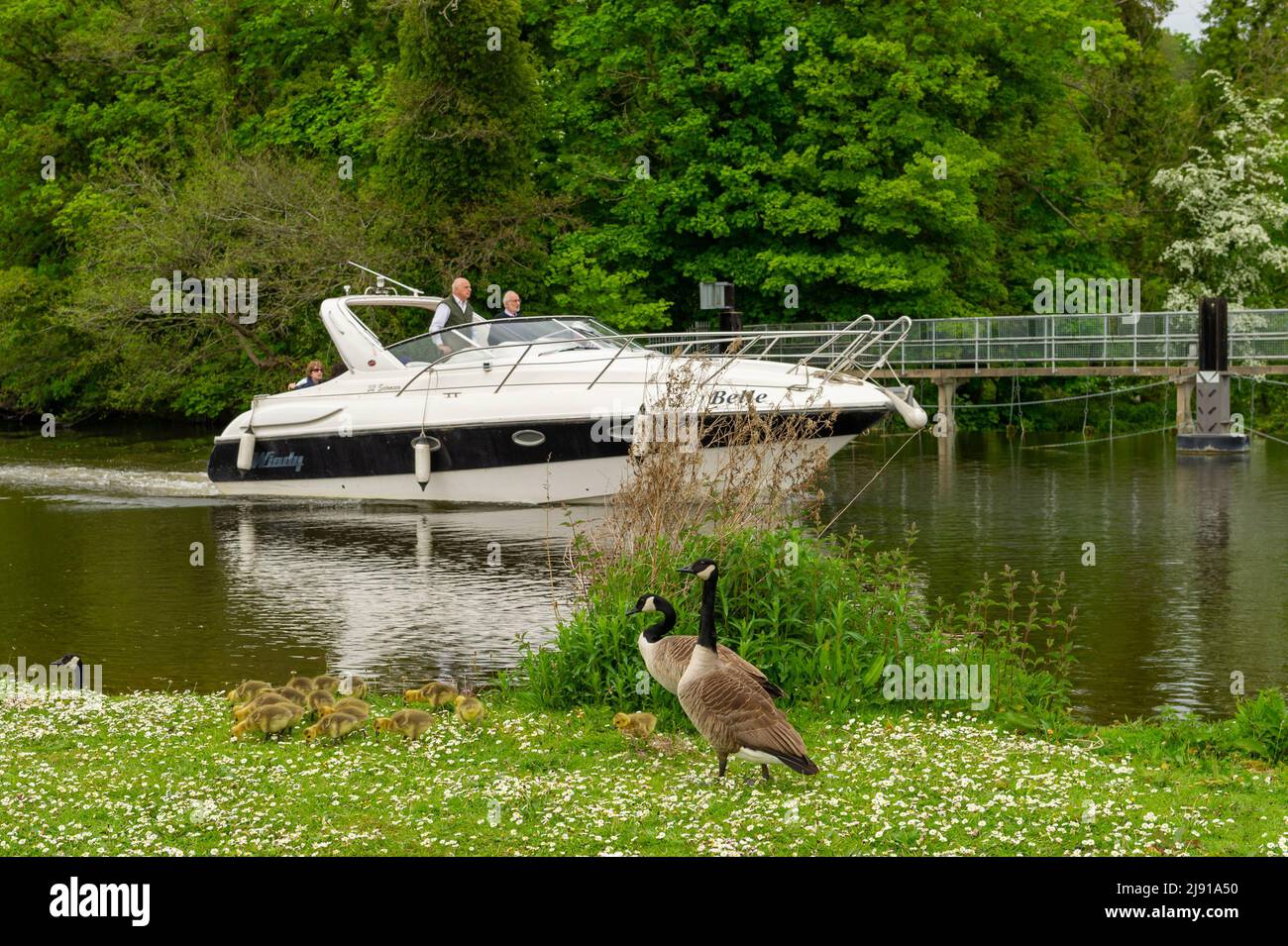 River life on the Thames Stock Photo - Alamy