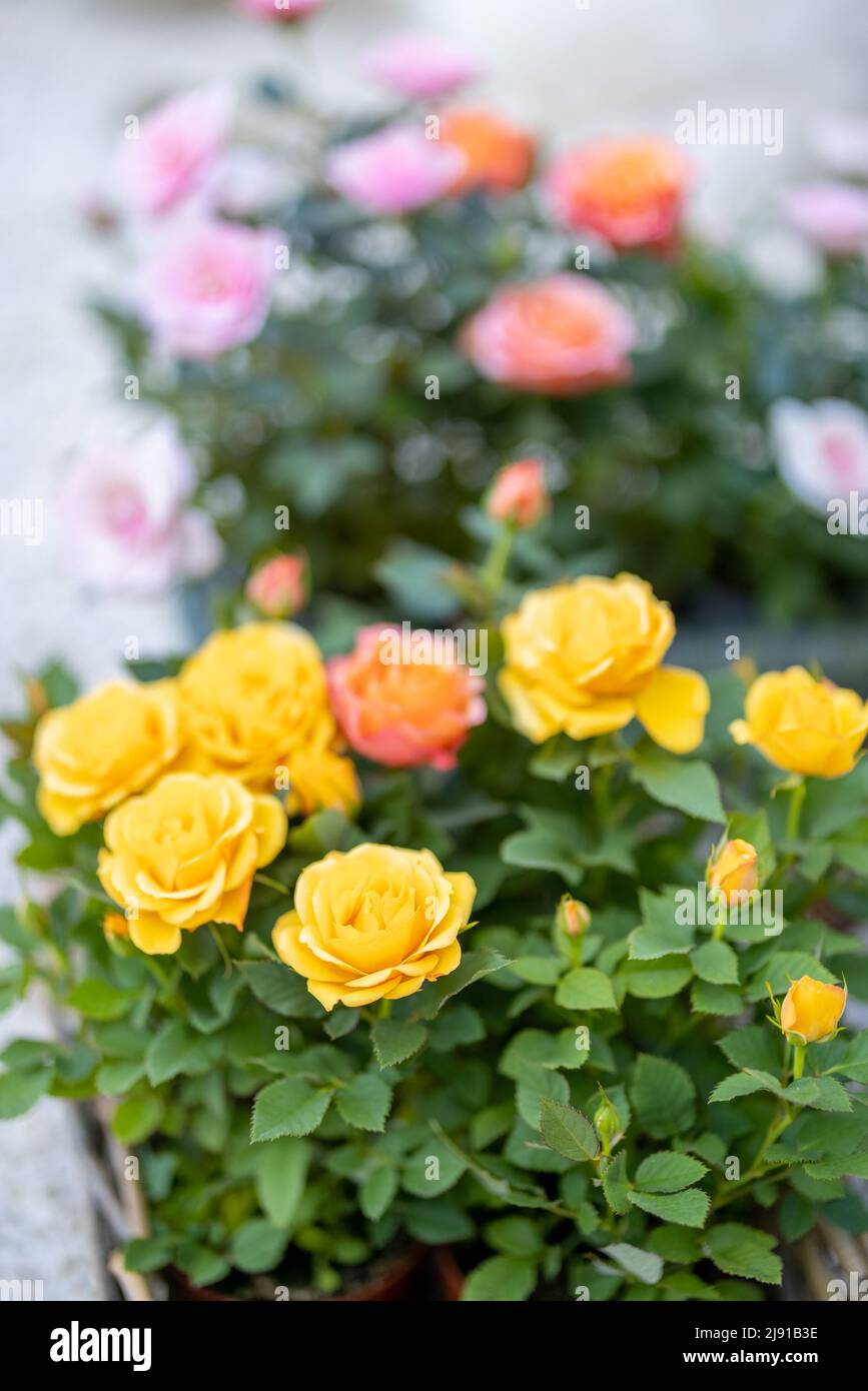 Bush roses flowers Stock Photo - Alamy