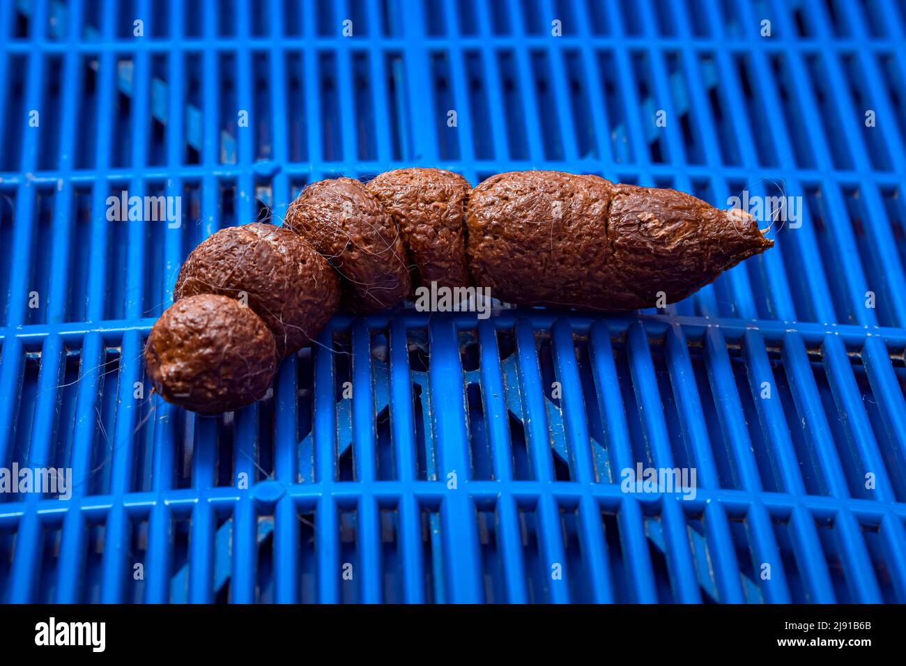 smelly brown defecate animal, pet excrement on the blue line grate of ...