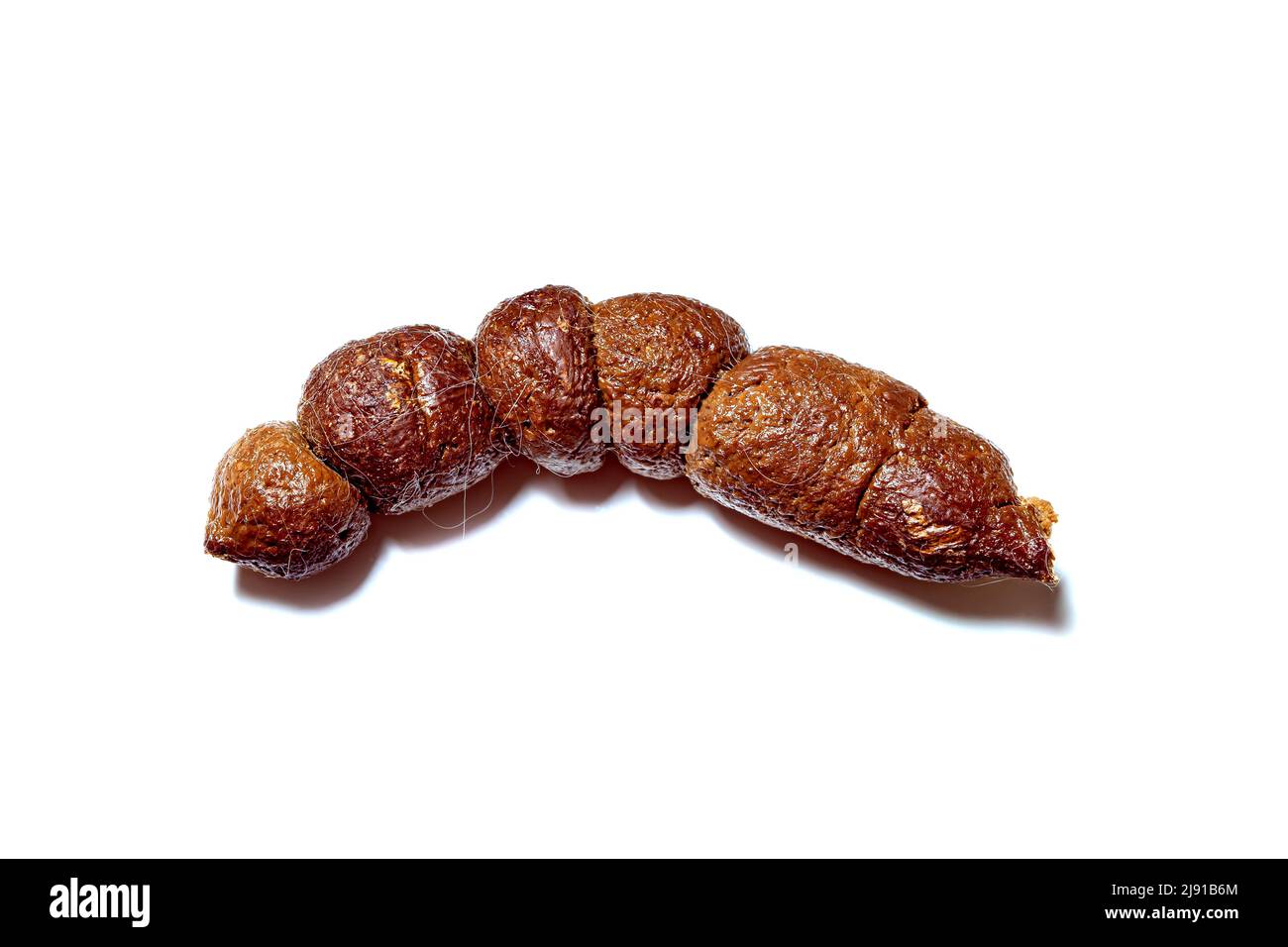 smelly defecate animal, dog excrement with clipping path isolated on ...