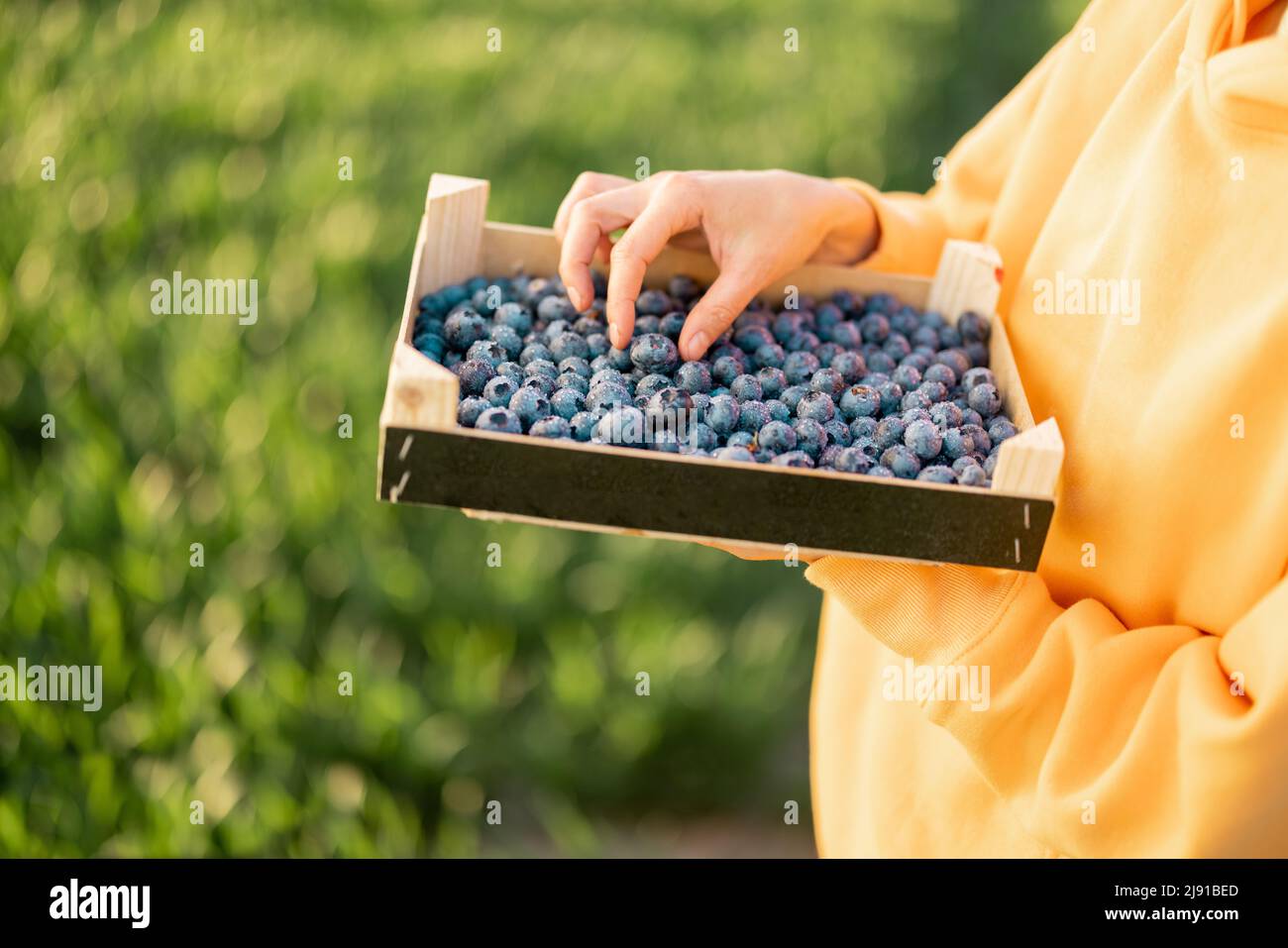 Freshly picked juicy berries at farmland Stock Photo - Alamy