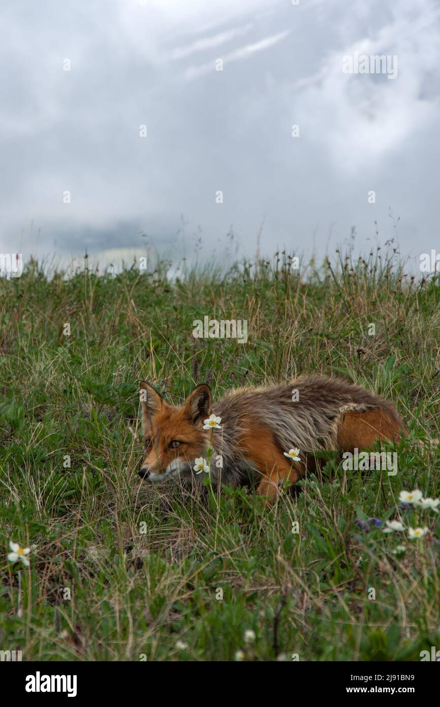 Hungry red fox walking on the grass with white flowers in search of ...