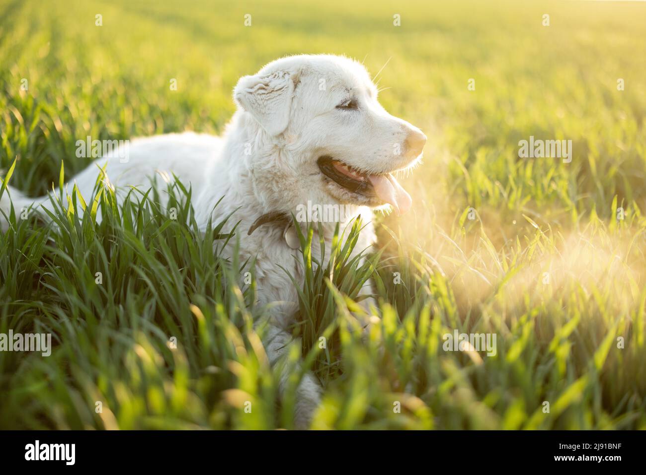 Adorable white dog on nature Stock Photo - Alamy