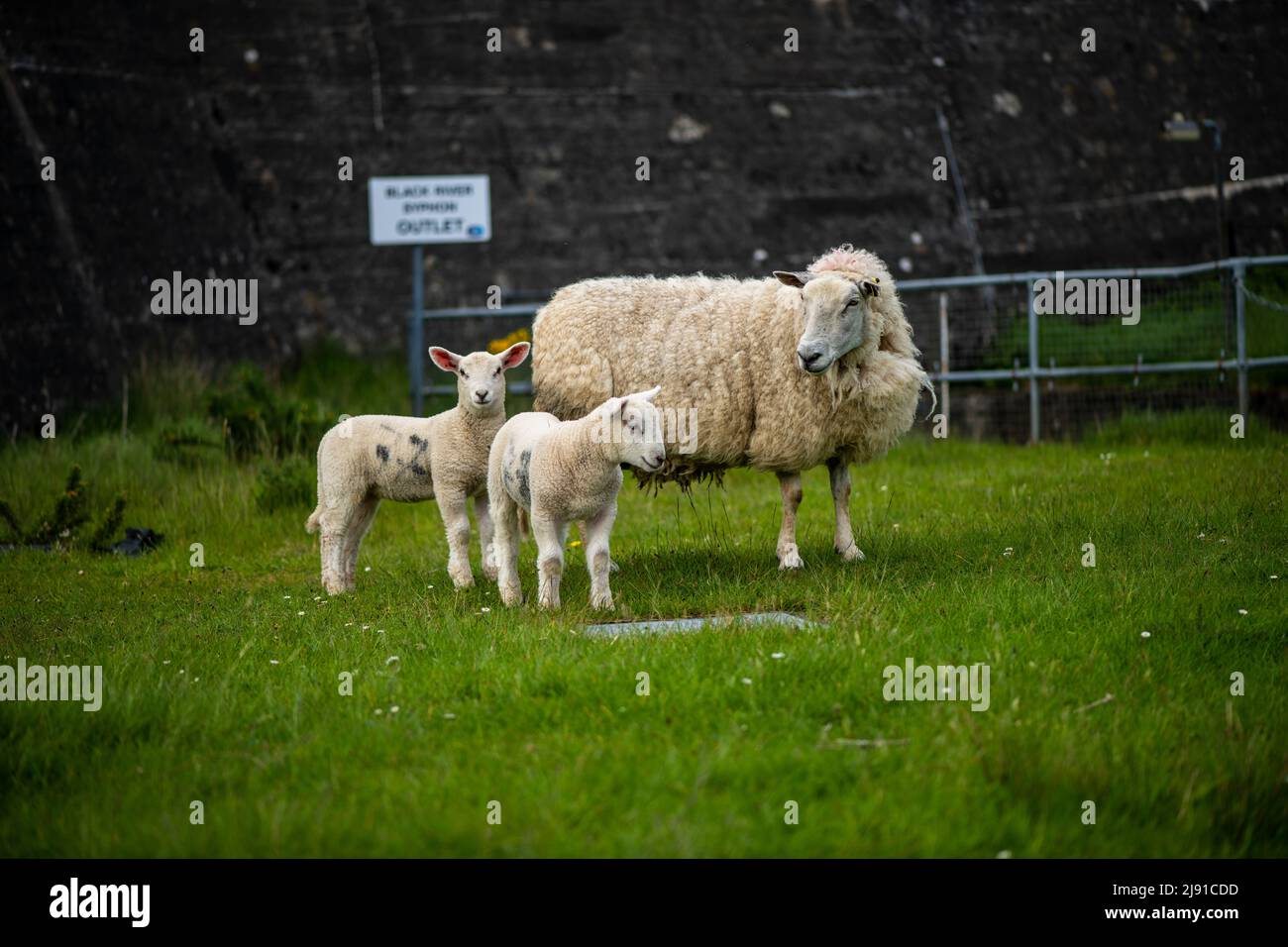 Free range sheep hi-res stock photography and images - Alamy