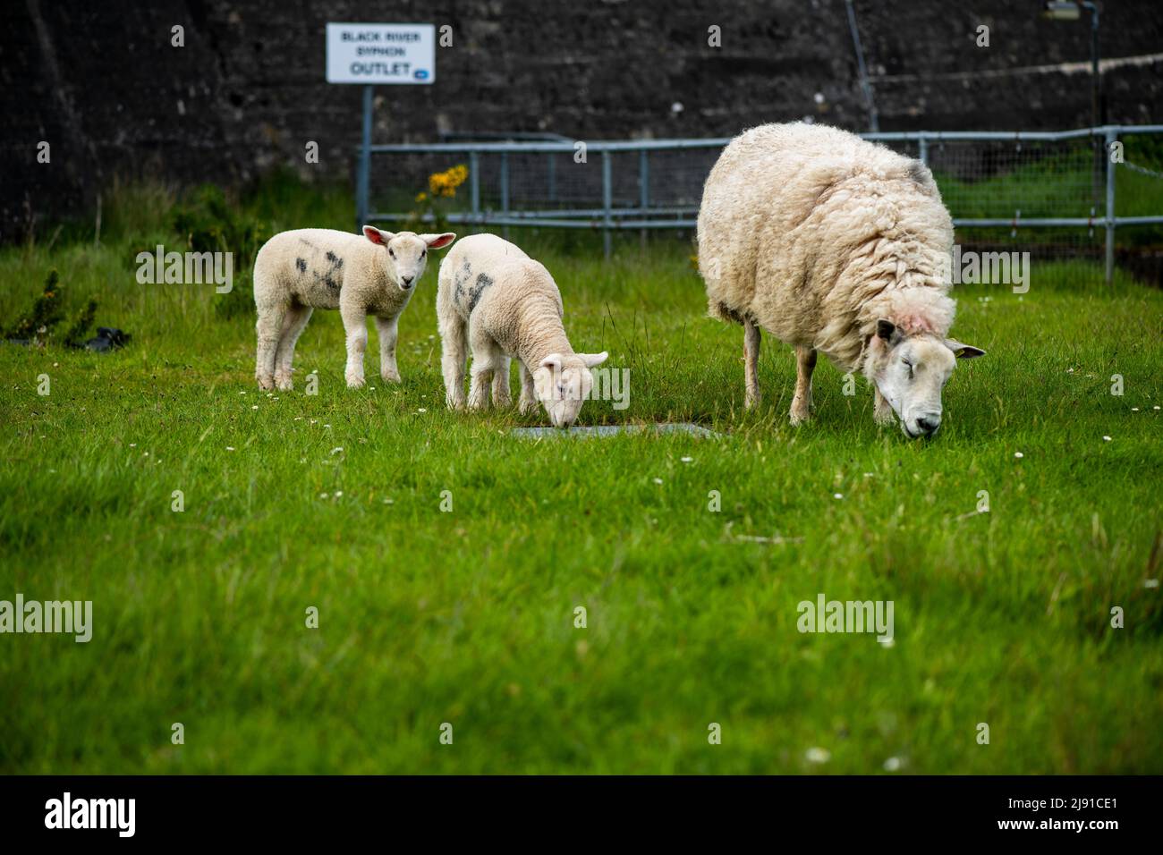 free range sheep grazing, a sheep family on a green pasture Stock Photo ...