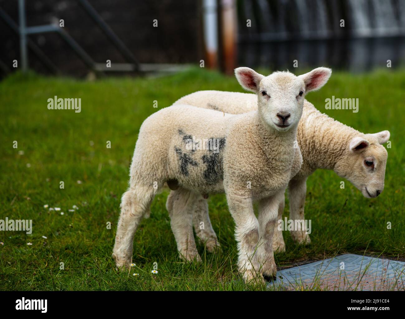 Free range sheep hi-res stock photography and images - Alamy