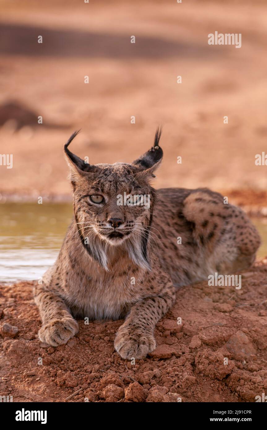 Iberian lynx, Lynx pardinus, wild cat endemic to Iberian Peninsula in ...