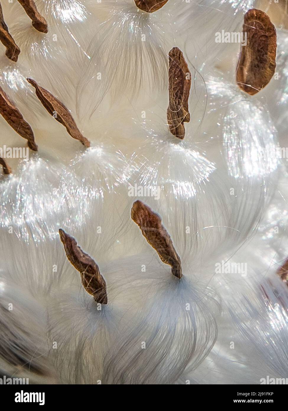 Milkweed fluff and seed pod Stock Photo - Alamy