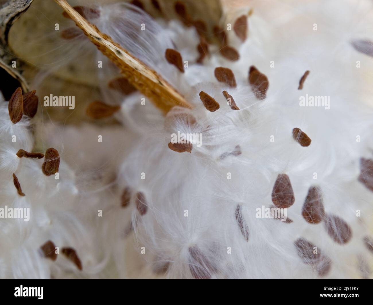 Flying seed pods hi-res stock photography and images - Alamy