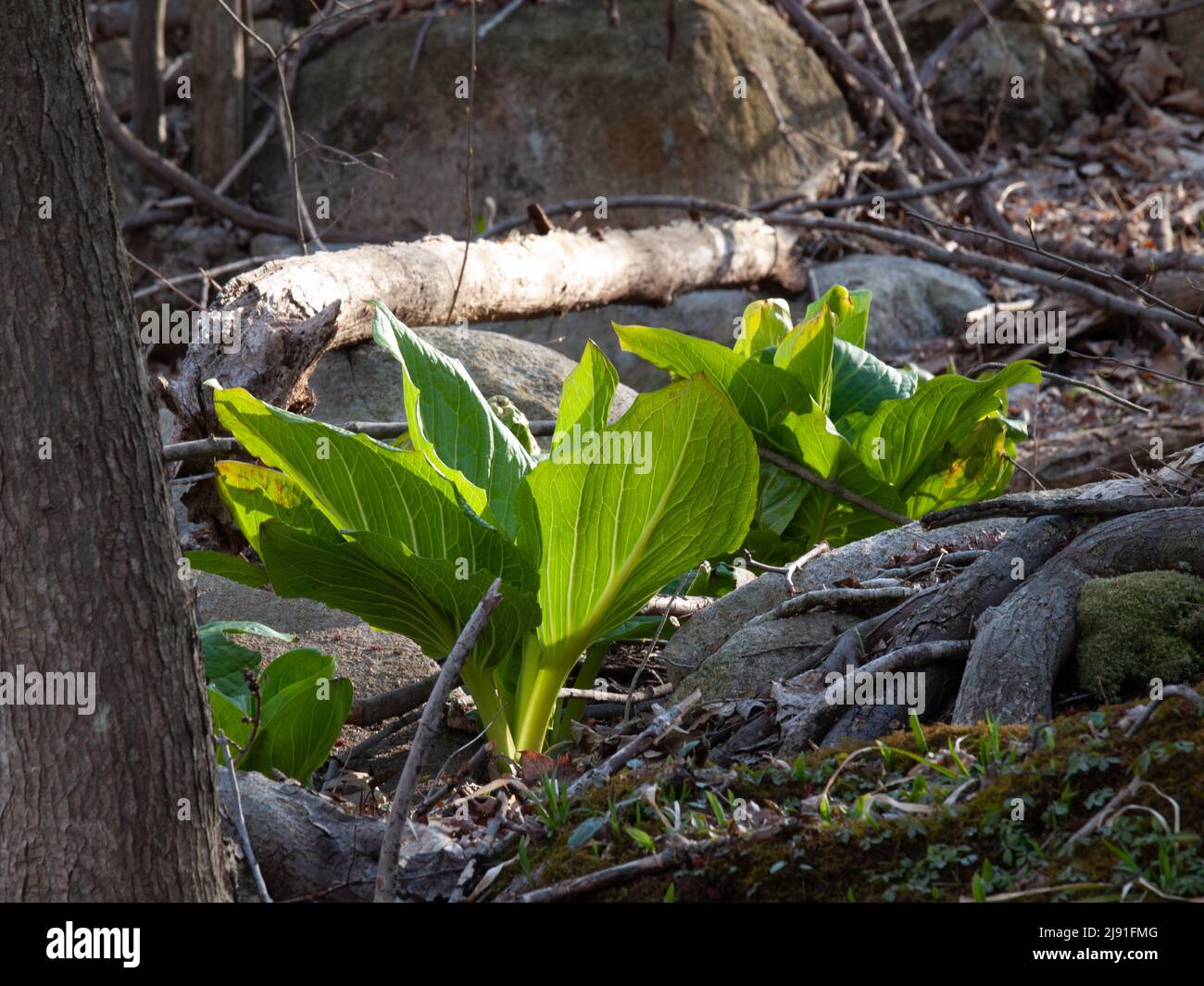 lysichiton camtschatcense,skunk cabbage Stock Photo - Alamy