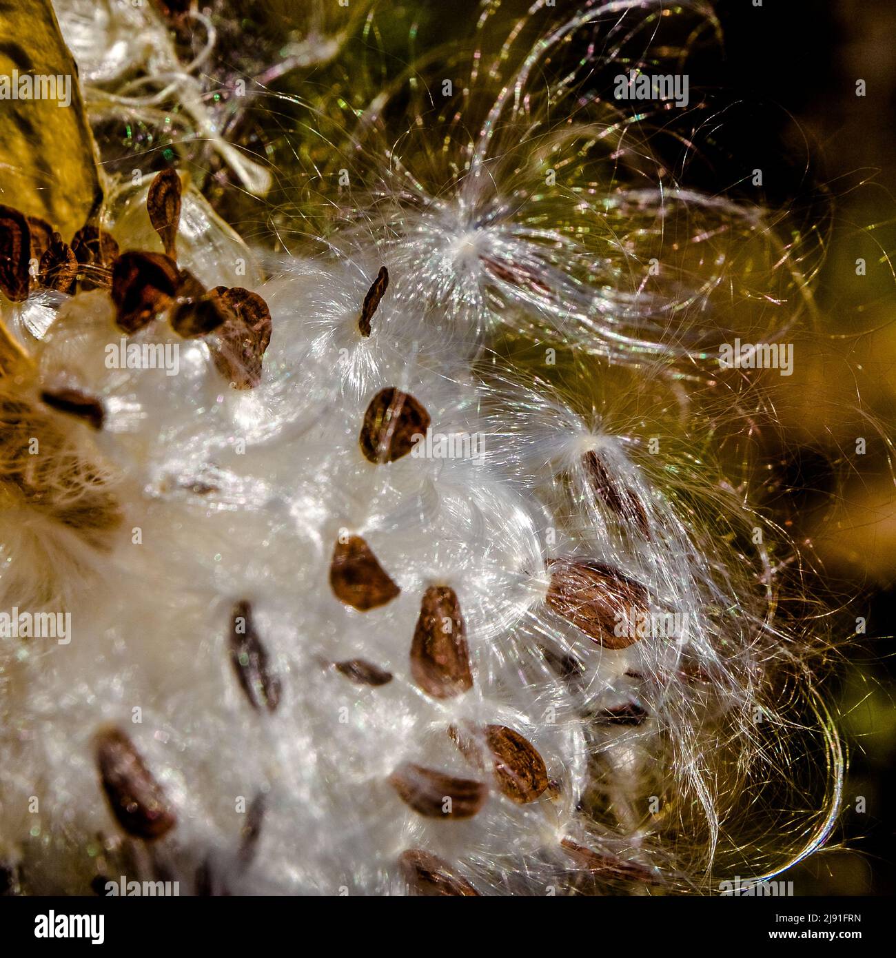 Milkweed seeds flying hi-res stock photography and images - Alamy
