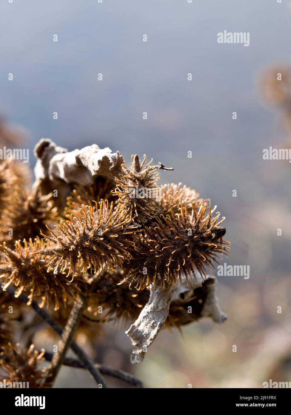 Prickly burr hi-res stock photography and images - Alamy