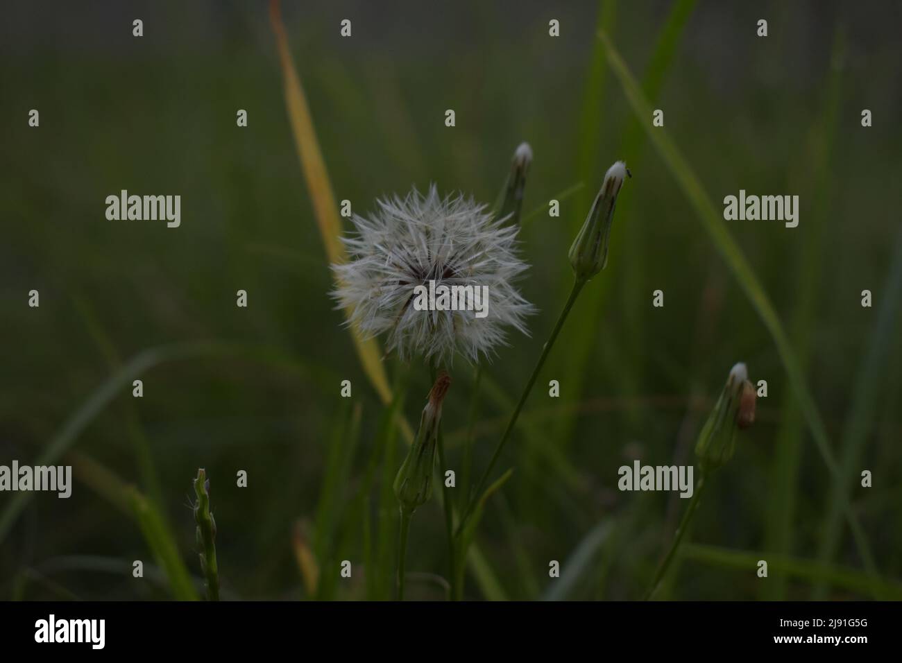 Closed dandelion flower hi-res stock photography and images - Alamy