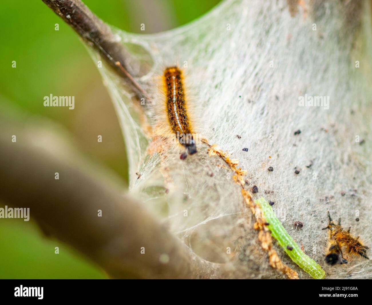 Gypsy Moth caterpillars, tent caterpillars, Lymantria dispar Stock ...