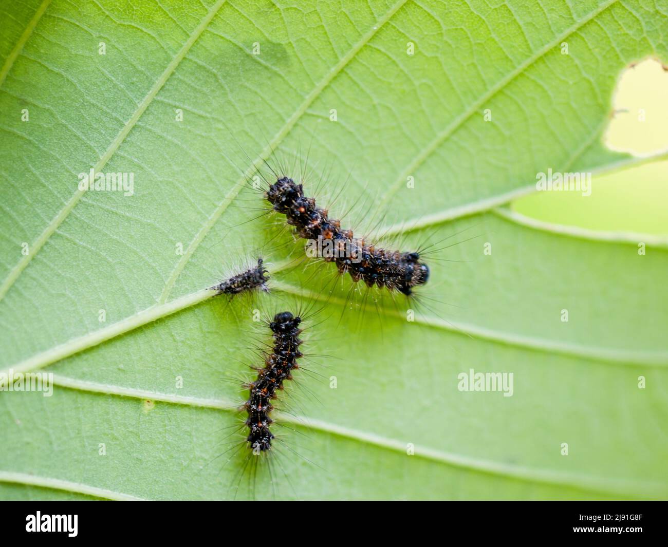 Gypsy Moth caterpillars, tent caterpillars, Lymantria dispar Stock ...