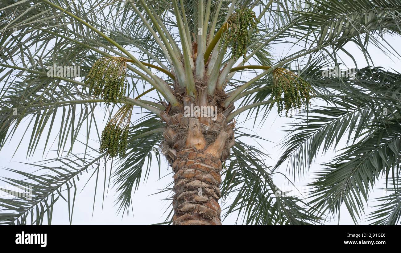 With the beginning of summer Dates growing in the date plant Stock ...
