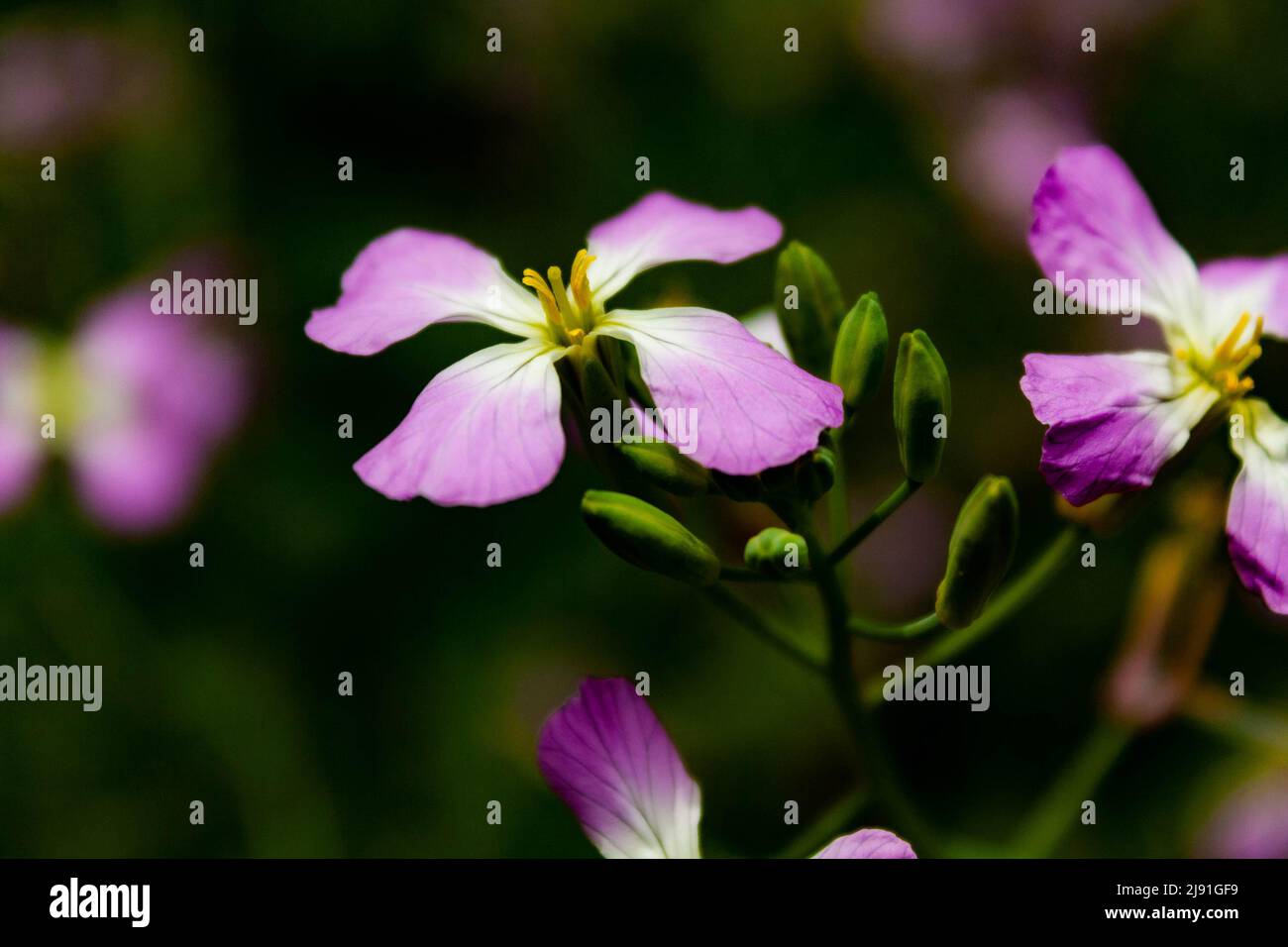 Radish blooms High Resolution Stock Photography and Images - Alamy