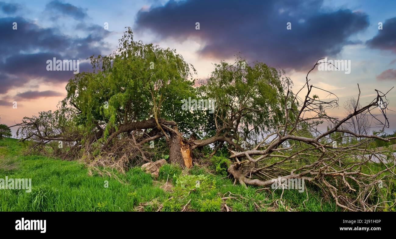 Panorama of Magnificent Giant Willow Tree Split and Broken in a Farmer ...