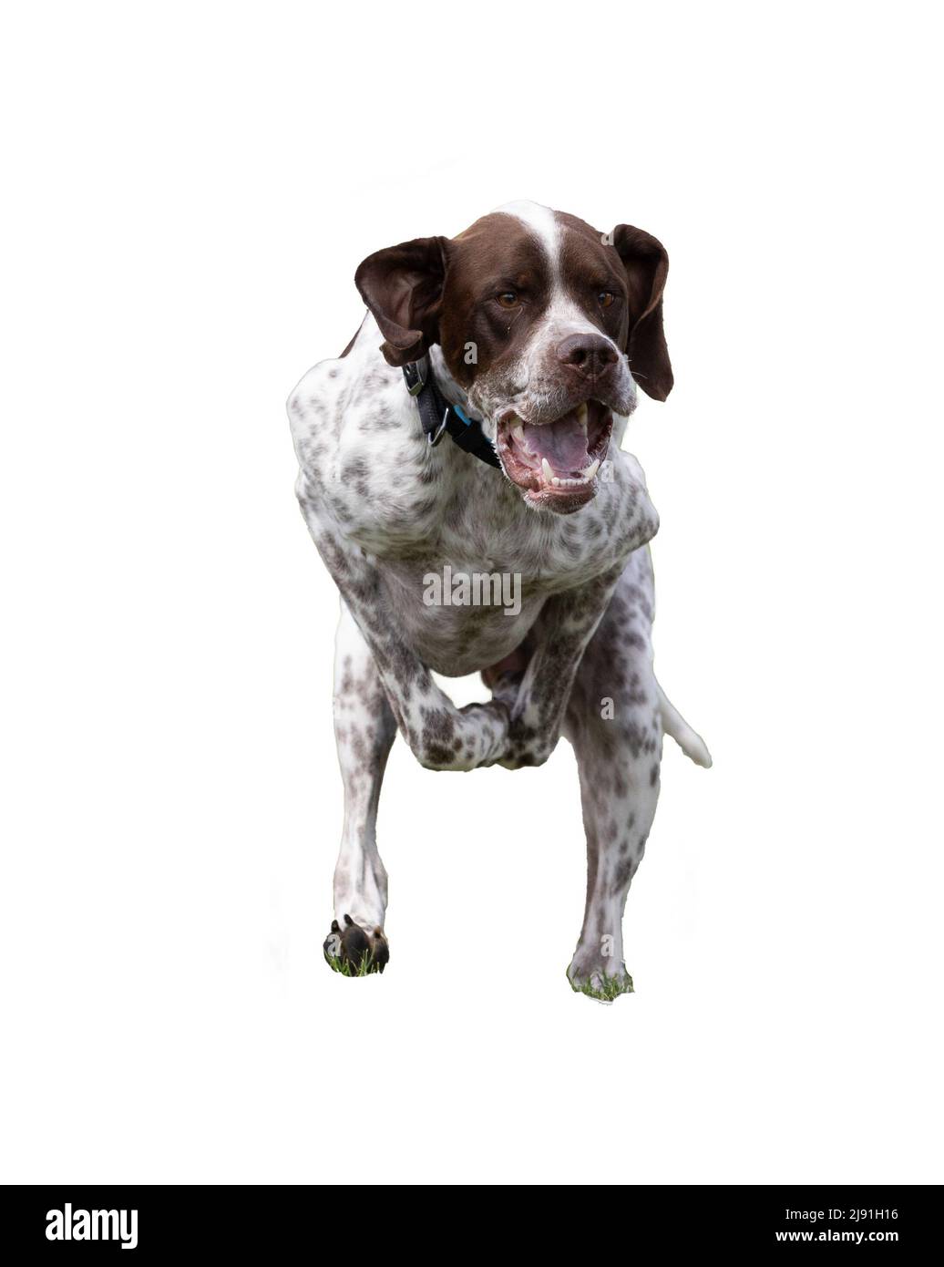 German pointer shorthair Cut Out Stock Images & Pictures - Alamy