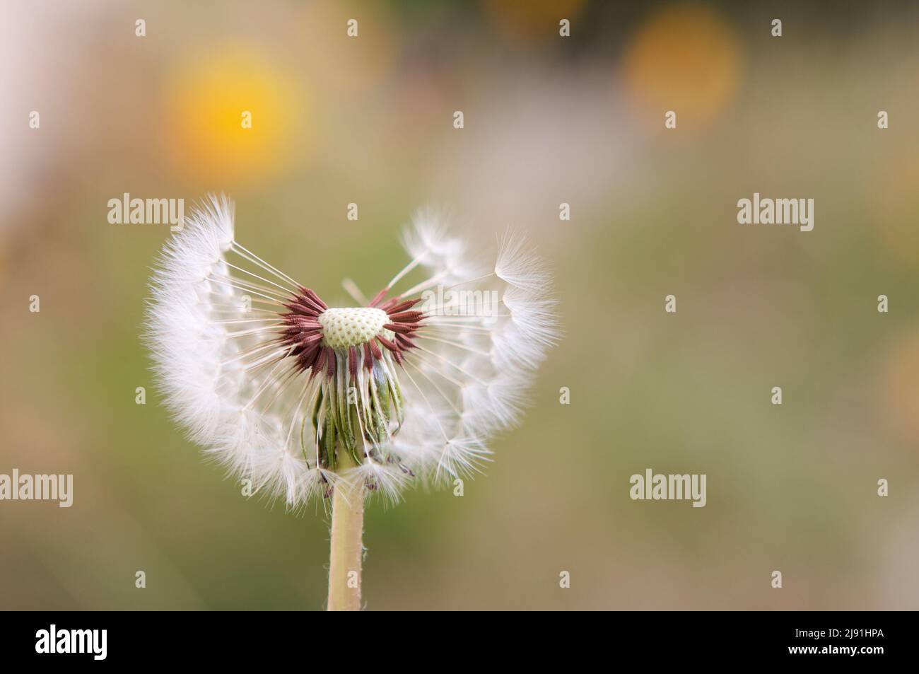 Pappus clad fruit hi-res stock photography and images - Alamy