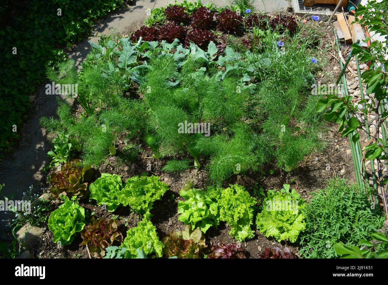 vegetable patch with different vegetables Stock Photo - Alamy