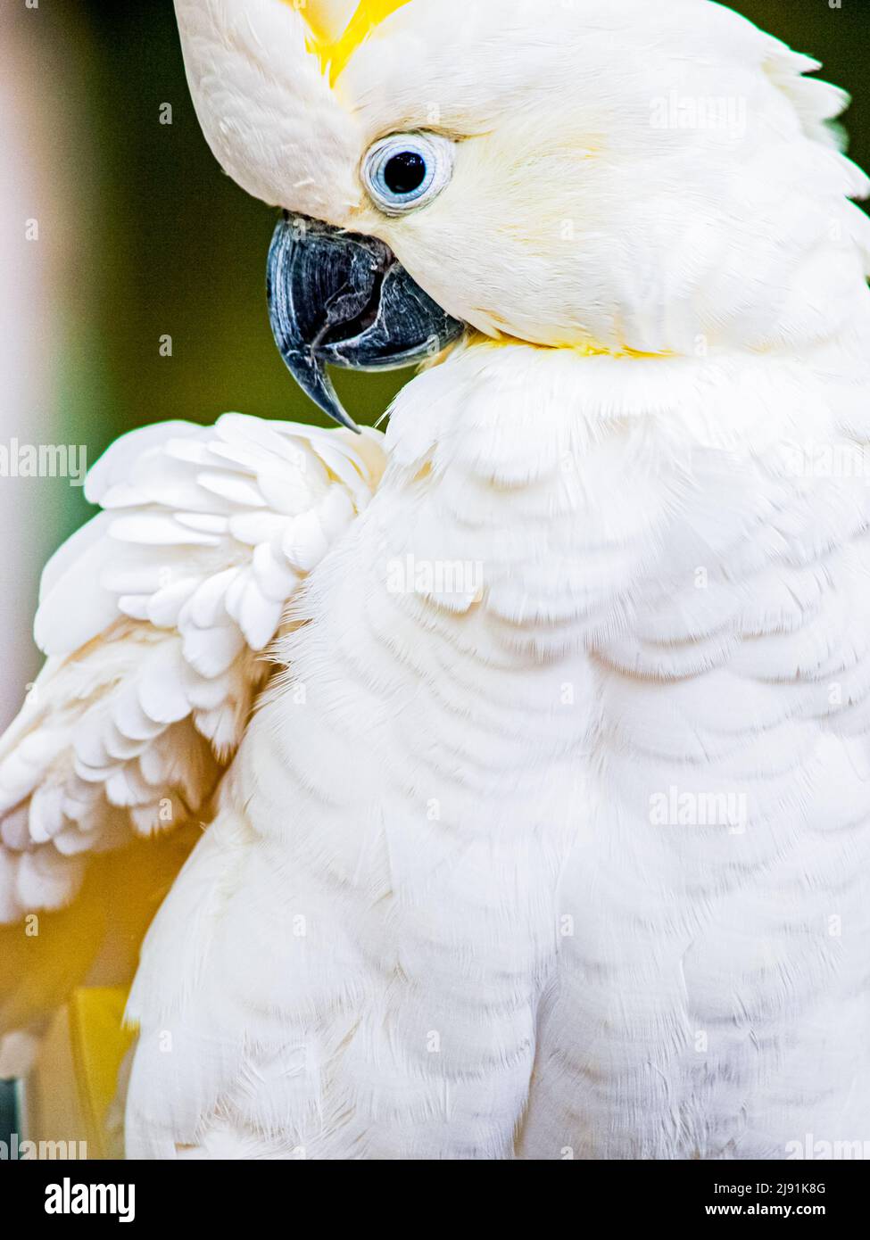 Baby cockatiel hi-res stock photography and images - Alamy