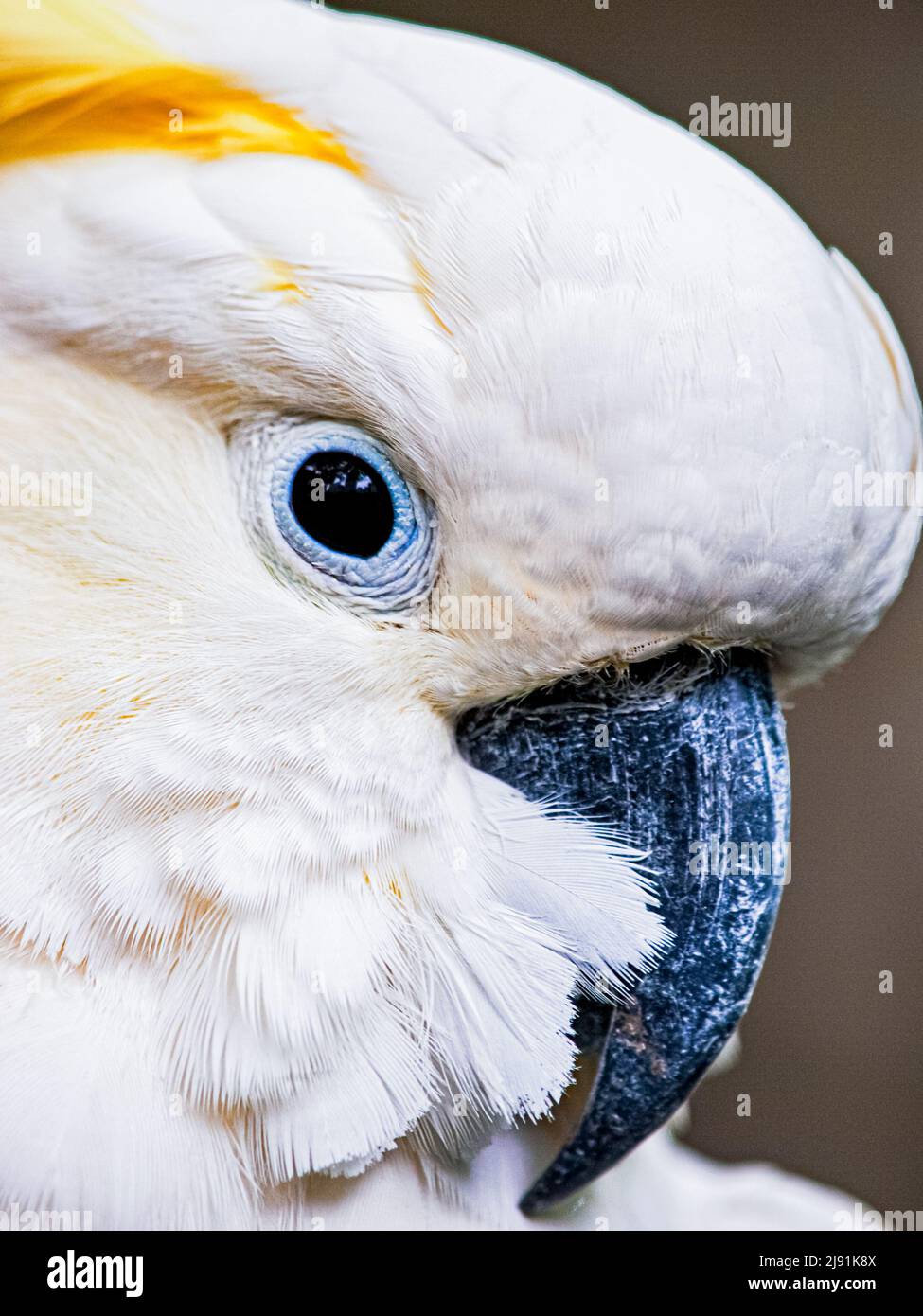 Baby cockatiel hi-res stock photography and images - Alamy