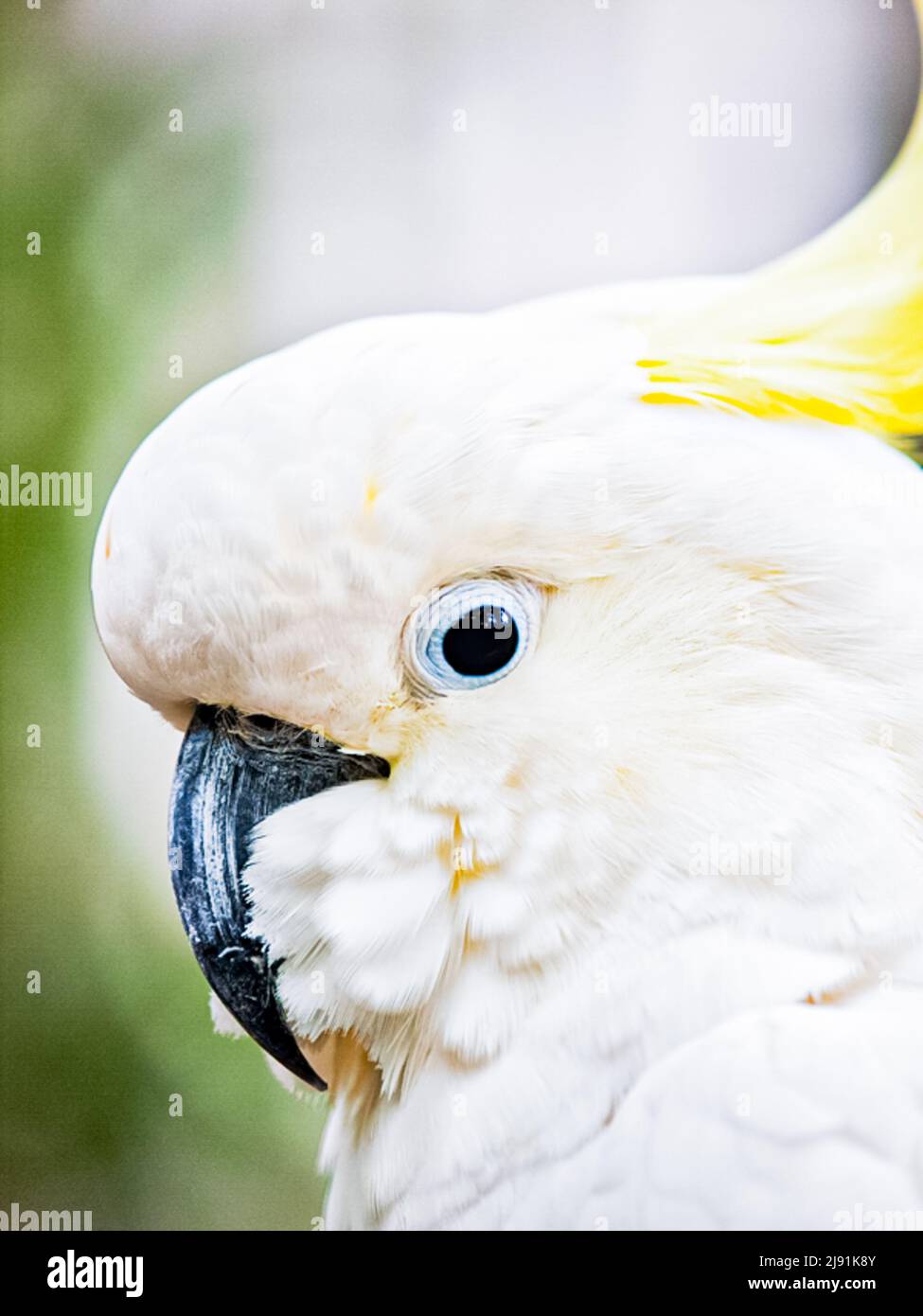 Cockatiel baby hi-res stock photography and images - Alamy