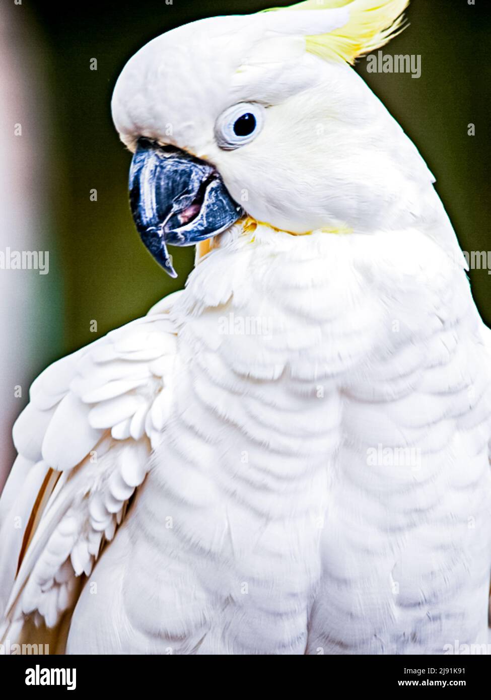 Baby cockatiel hi-res stock photography and images - Alamy