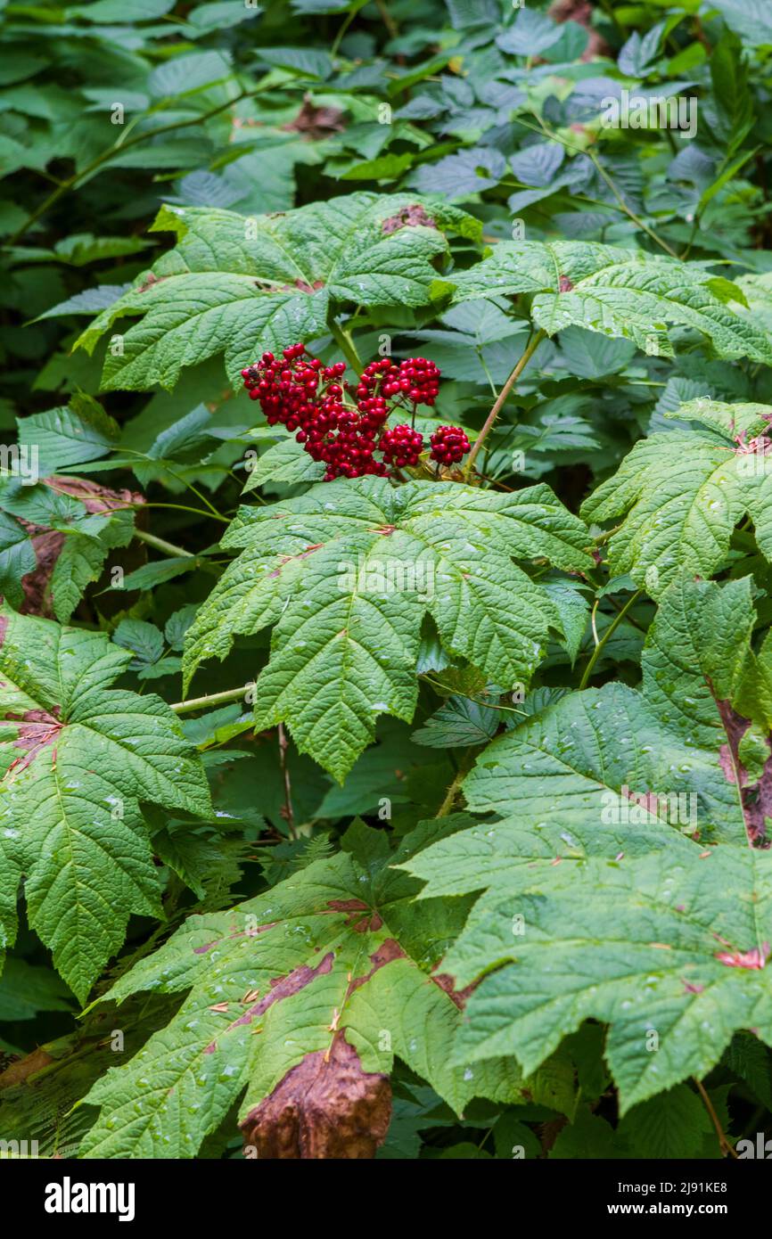 Devil's Club (Oplopanax horridus) with large palmate leaves and red ...