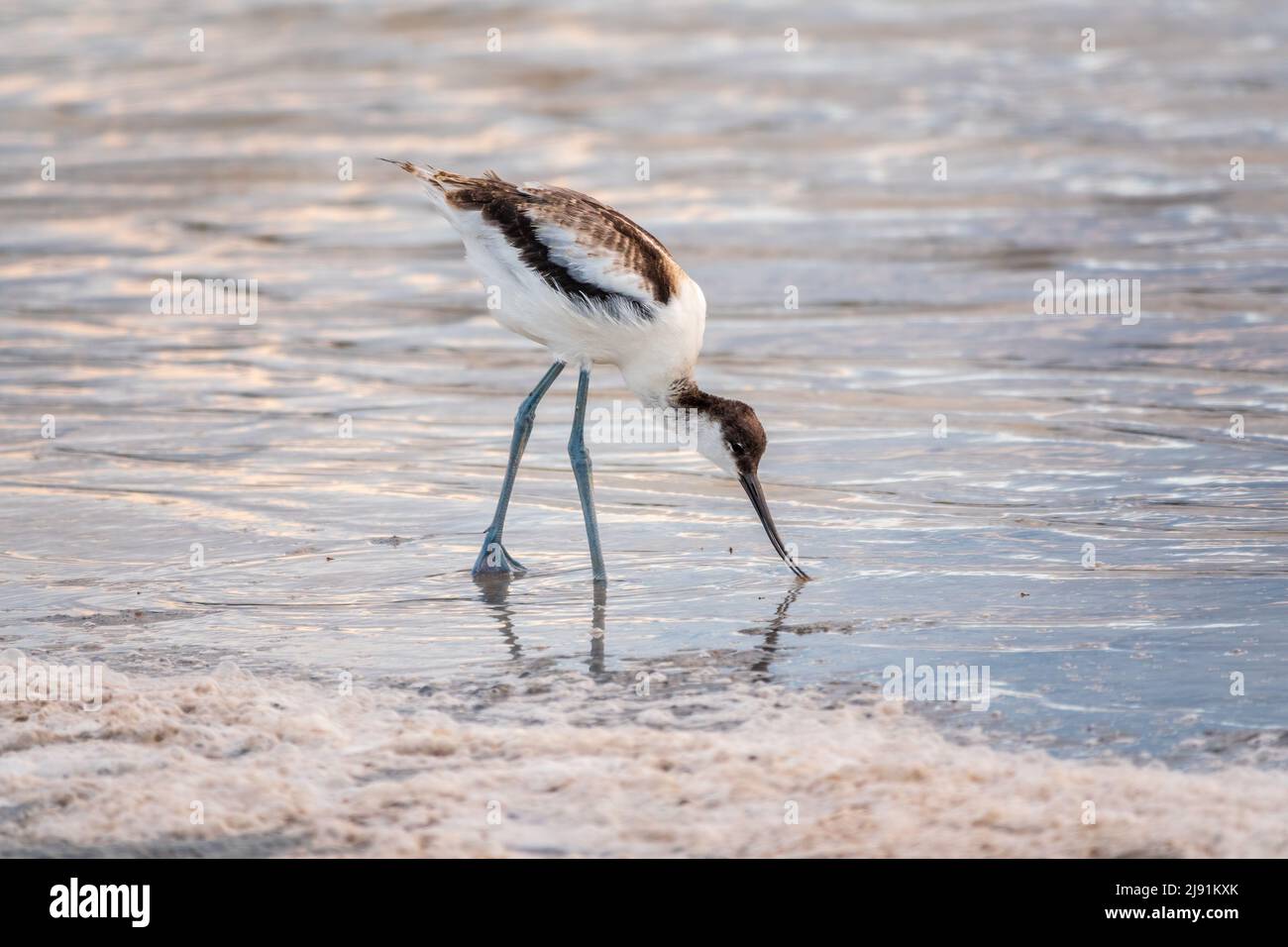 Water bird pied avocet, Recurvirostra avosetta, feeding in the lake ...