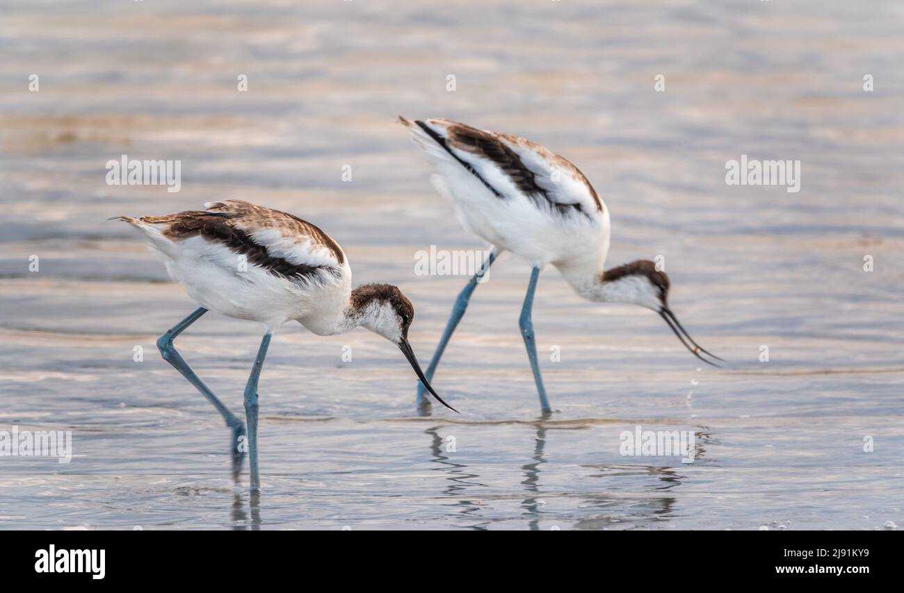 Two water birds pied avocet, Recurvirostra avosetta, feeding in the ...