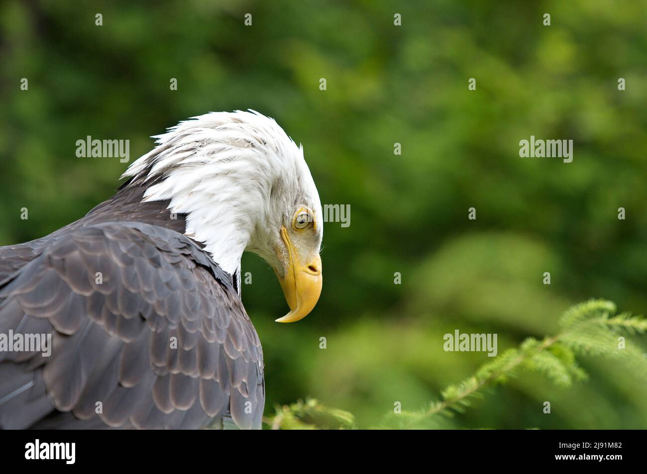 An American Bald Eagle (Haliaeetus leucocephalus) looking deep in thought against a brilliant ...